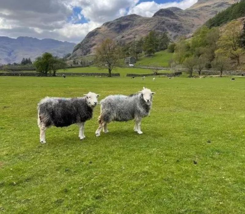 Millbeck Farm | Our Suppliers | Skyeskyns